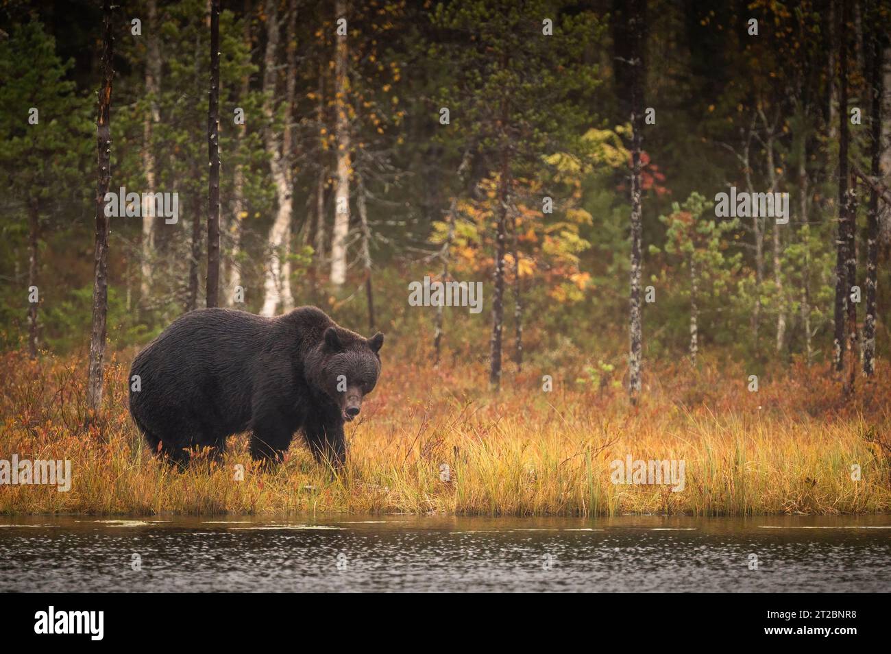 Brown bear hidden in the forest. Autumn trees with bear. Dangerous ...
