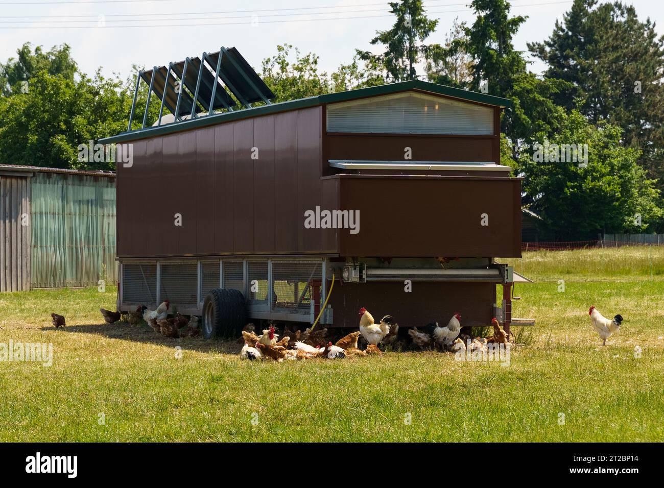 Mobile farm for growing laying hens. Mobile poultry farming Stock Photo ...