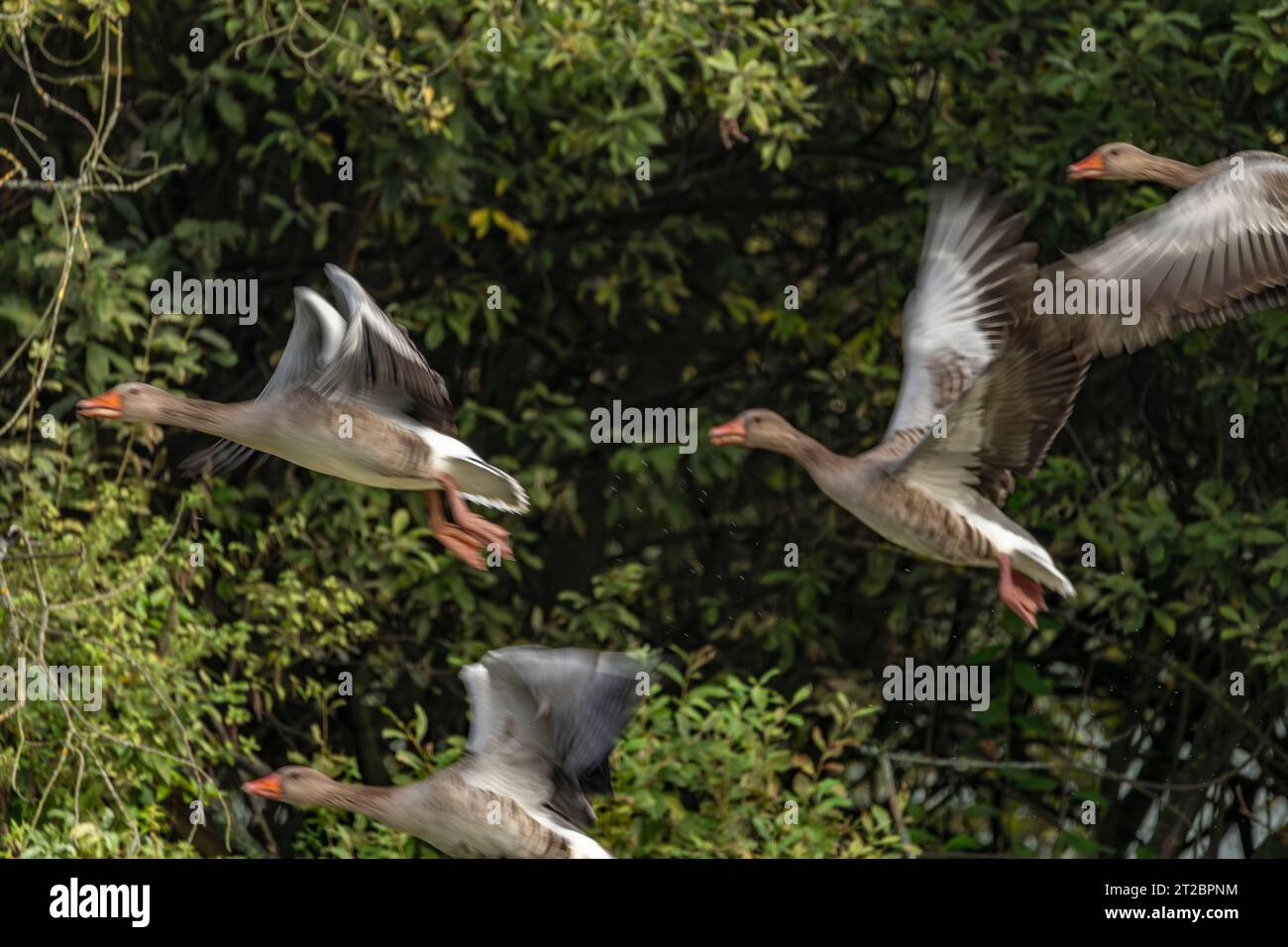 Birds flying over bushes in hi-res stock photography and images - Alamy