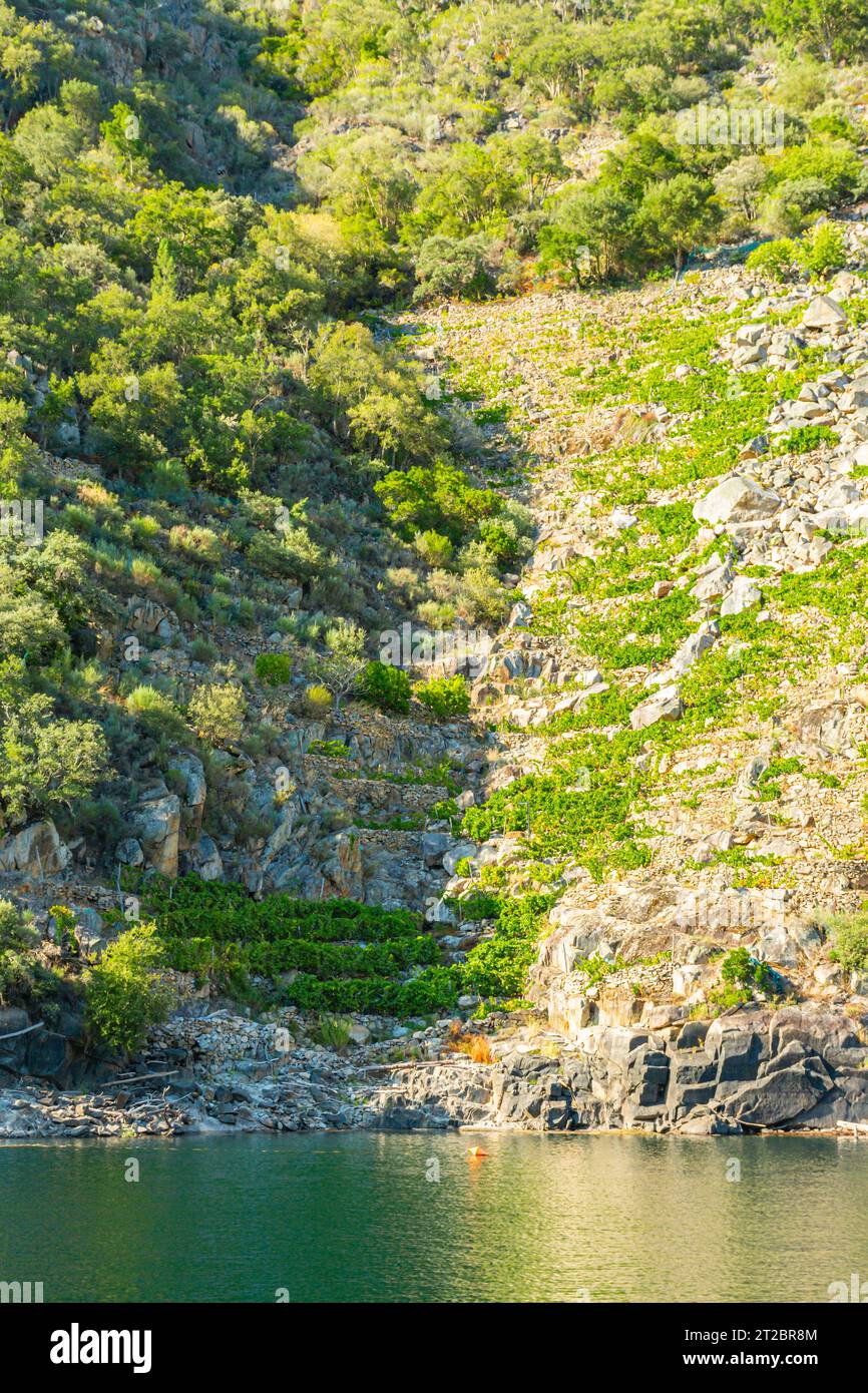 Terraces of the grape cultivation traditionally known as heroic, with ...