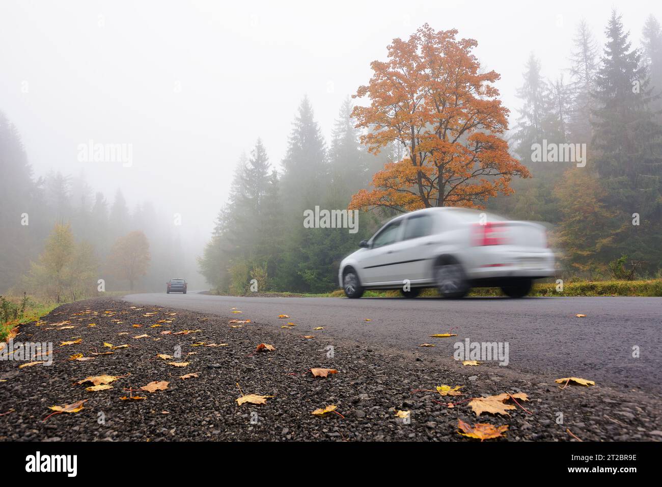 new asphalt road through woodland in autumn. misty weather with ...