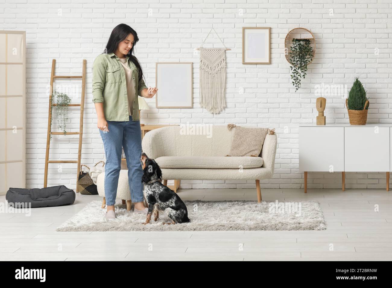 Dog canine k9 adult female hi-res stock photography and images - Alamy