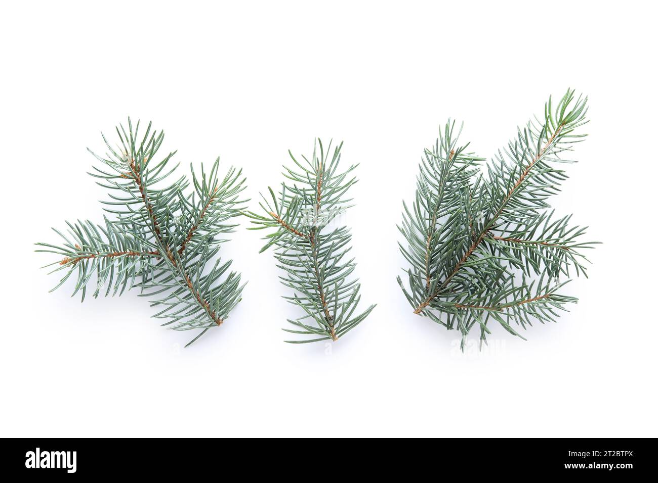 Beautiful fir branches isolated on white background Stock Photo - Alamy