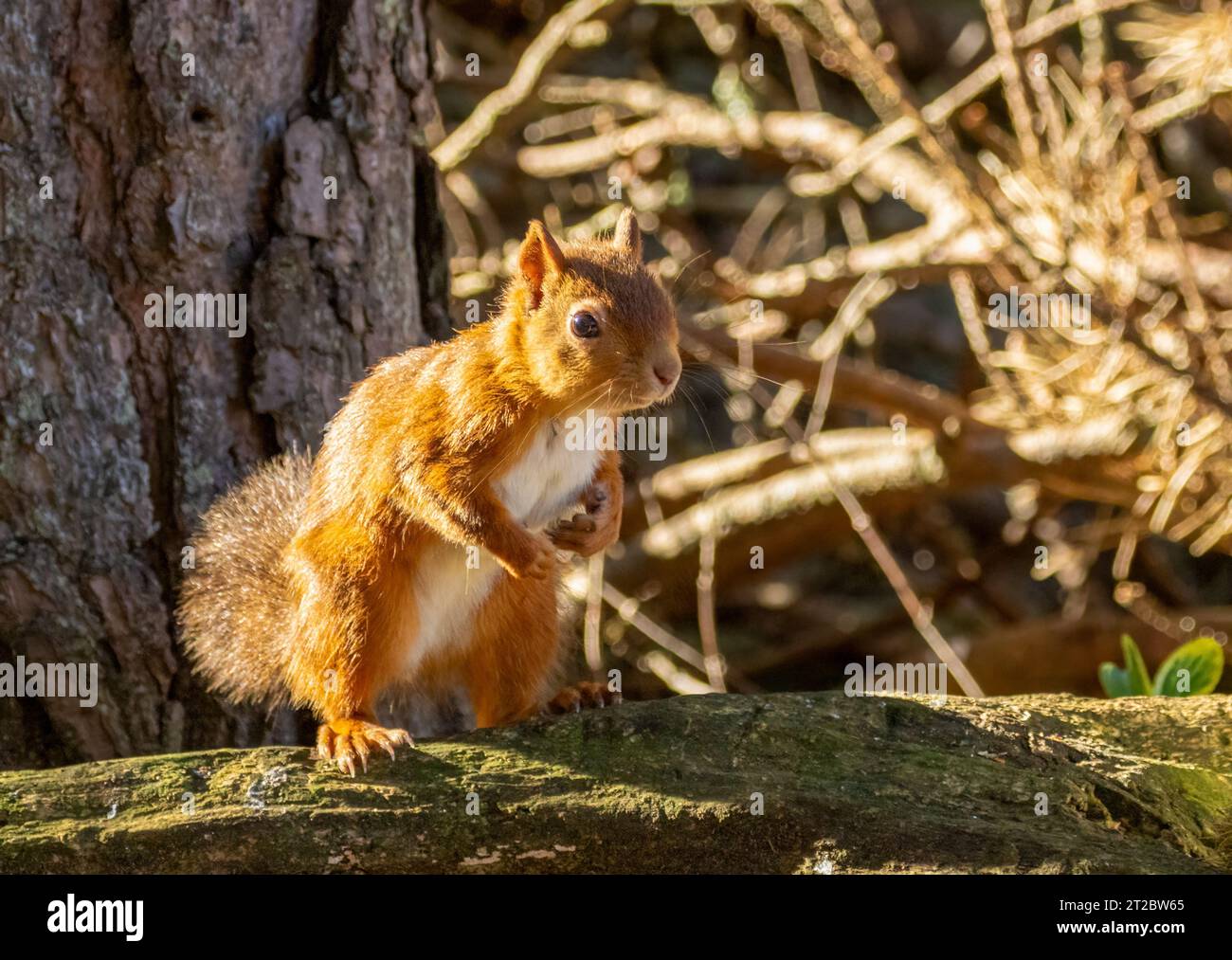 Curious little scottish red squirrel sitting on an old tree branch on ...