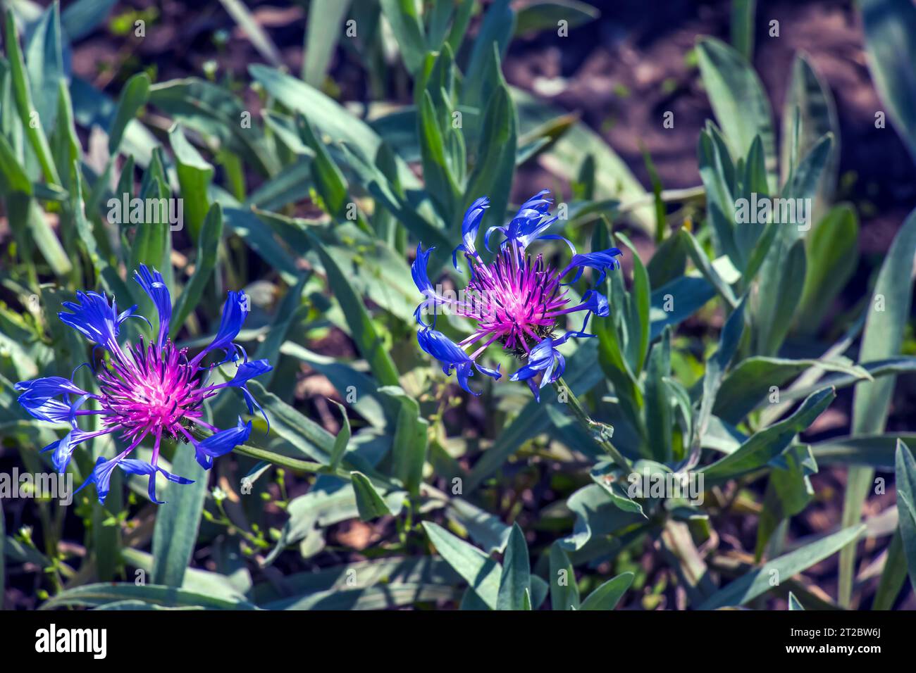 Blue blossom of mountain cornflower Centaurea Montana with natural ...