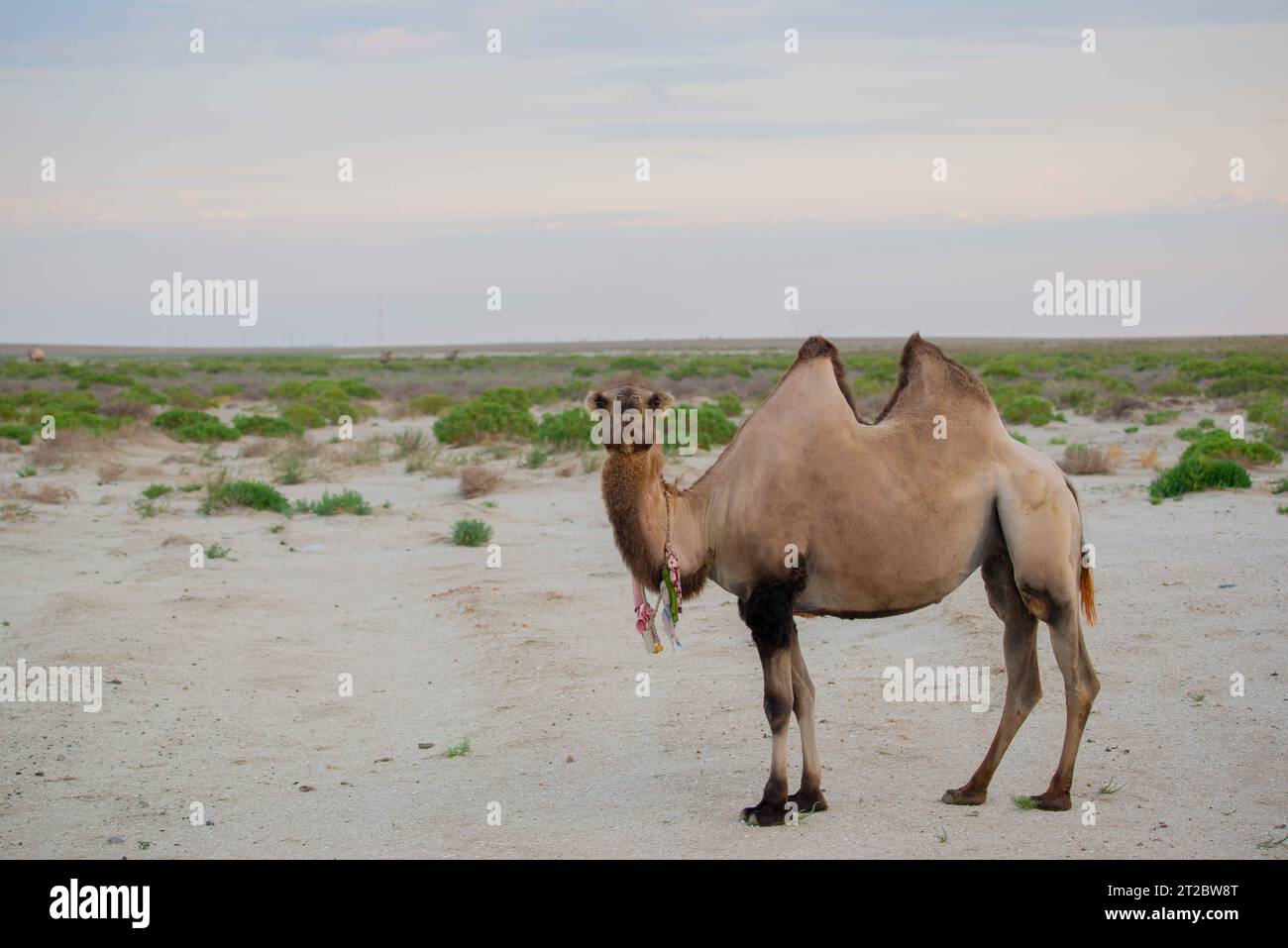 Camel stands hi-res stock photography and images - Alamy
