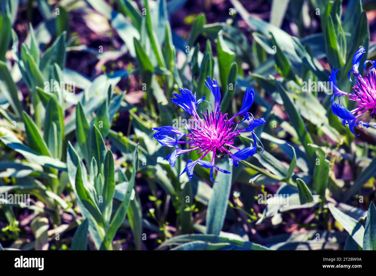 Blue blossom of mountain cornflower Centaurea Montana with natural ...