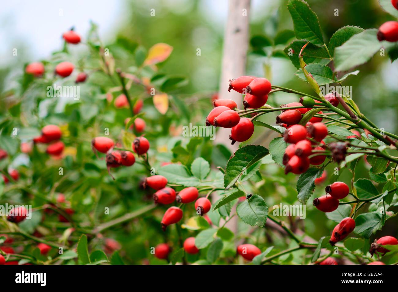 A green shrub with vibrant red berries of a Rosehip growing in ...