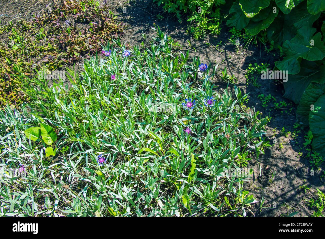 Blue blossom of mountain cornflower Centaurea Montana with natural ...