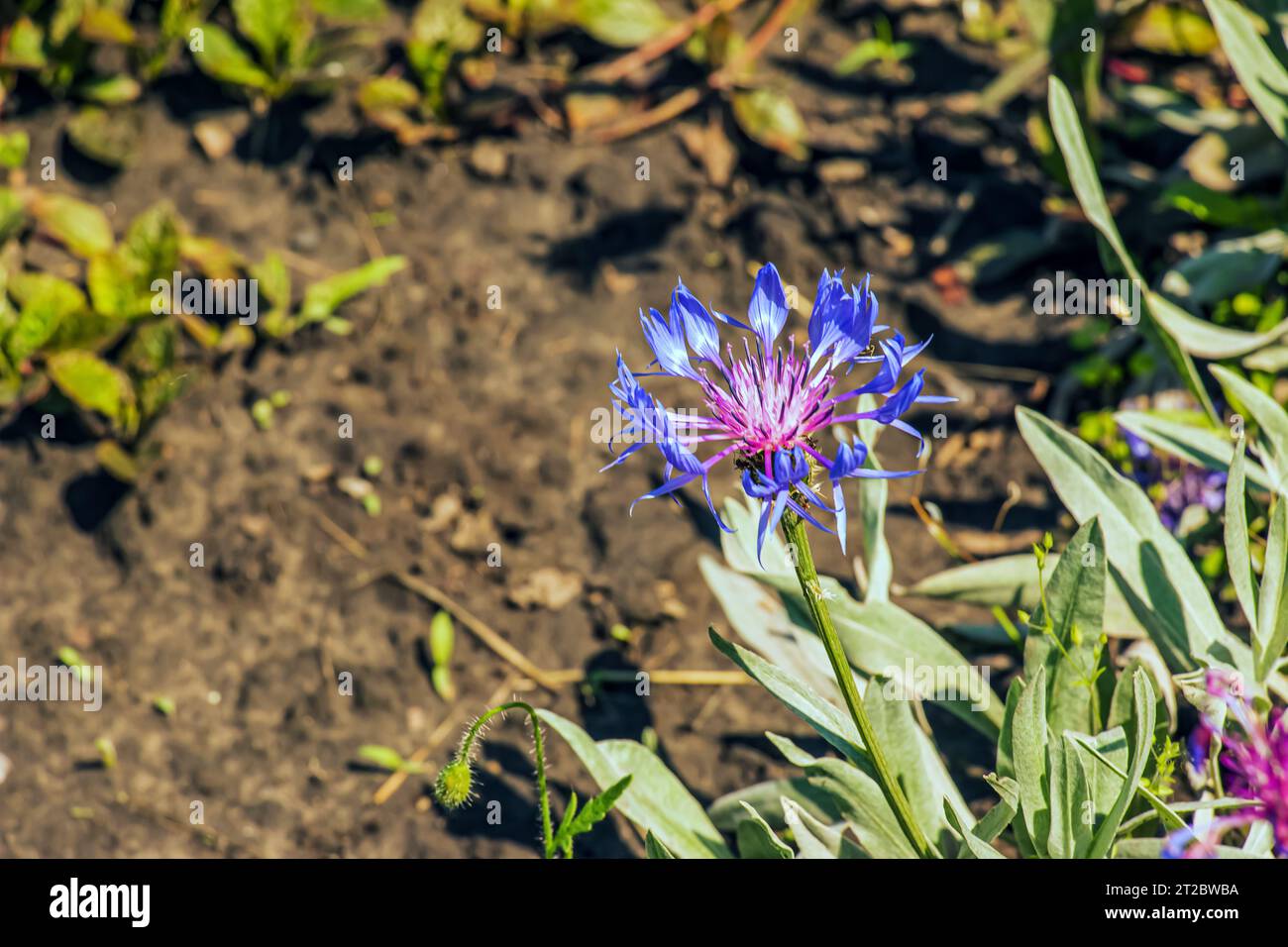 Blue blossom of mountain cornflower Centaurea Montana with natural ...