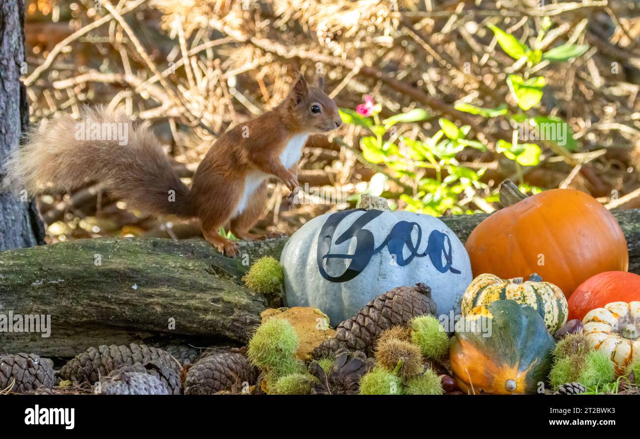 Adorable little scottish red squirrel amongst colourful pumpkins in ...