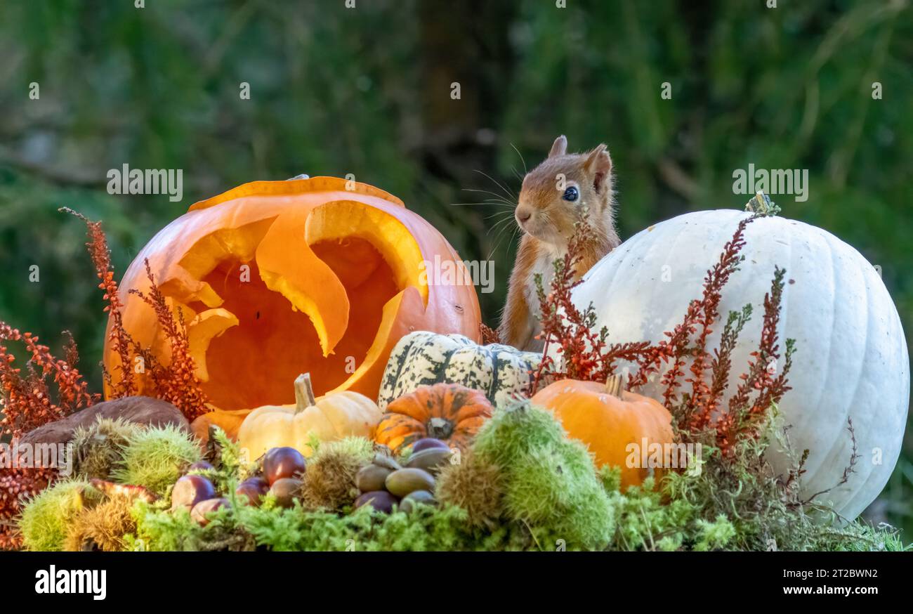 Adorable little scottish red squirrel amongst colourful pumpkins in ...
