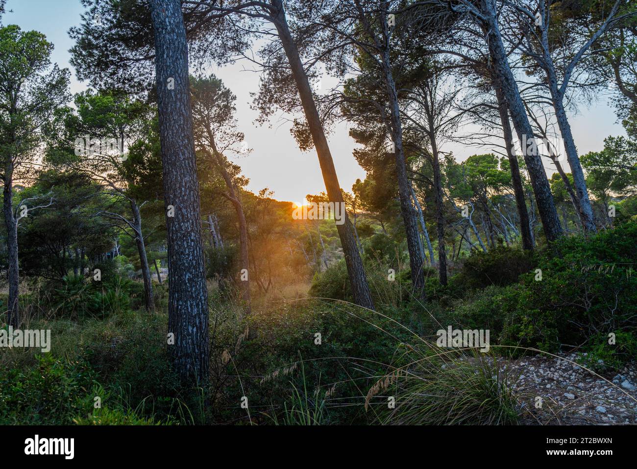 Sun shining through a wild forest near Christmafry's, a hiking area at ...