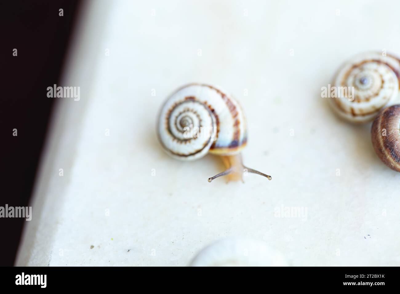 Sammy the snail explored, discovering wonders beyond the garden's ...