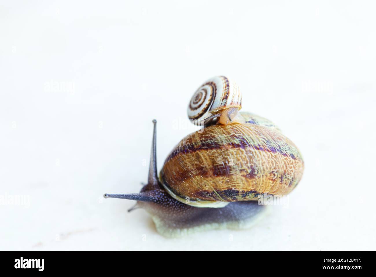 Sammy the snail explored, discovering wonders beyond the garden's ...