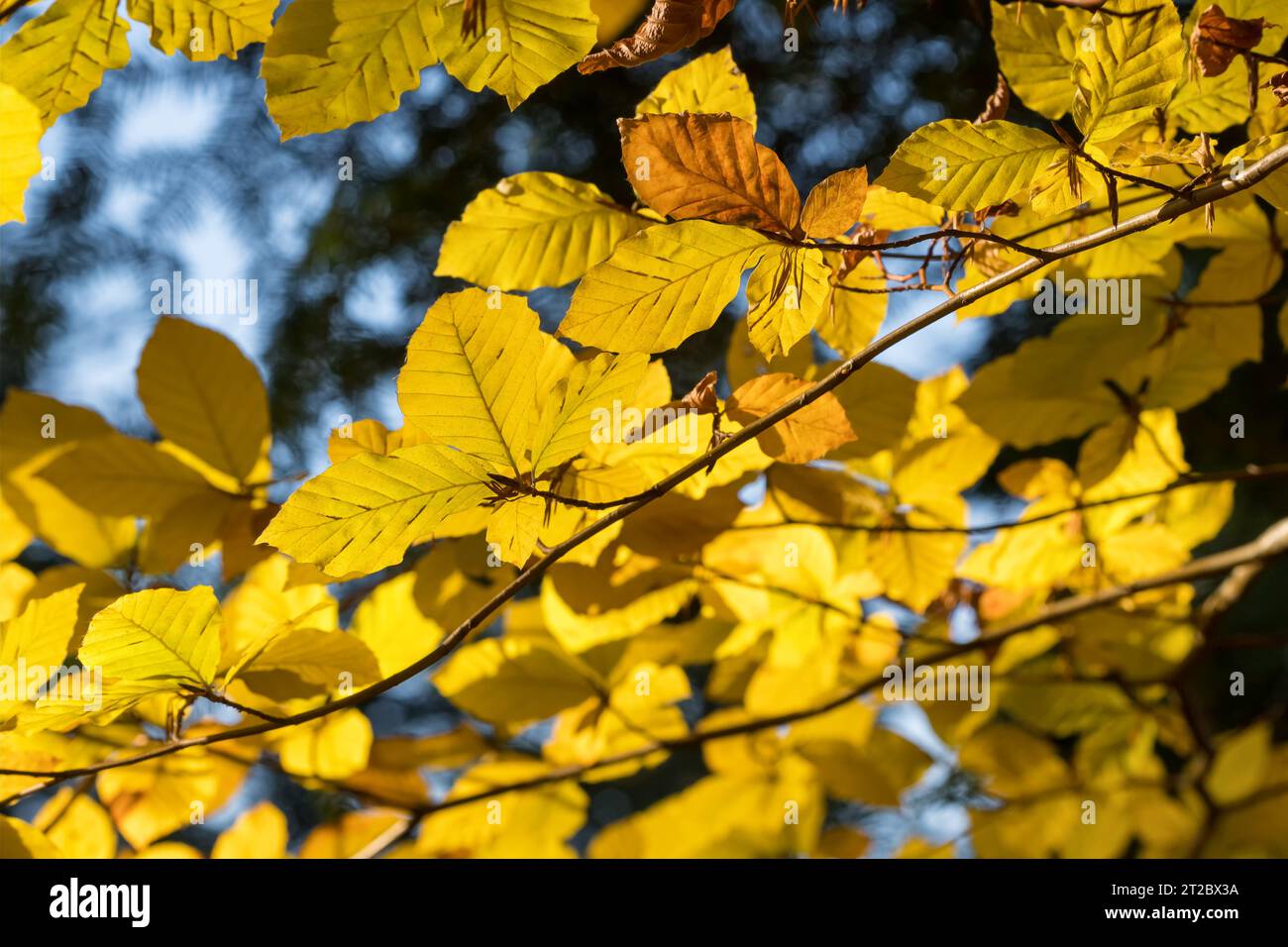 Treetops colorful autumn leaves hi-res stock photography and images - Alamy