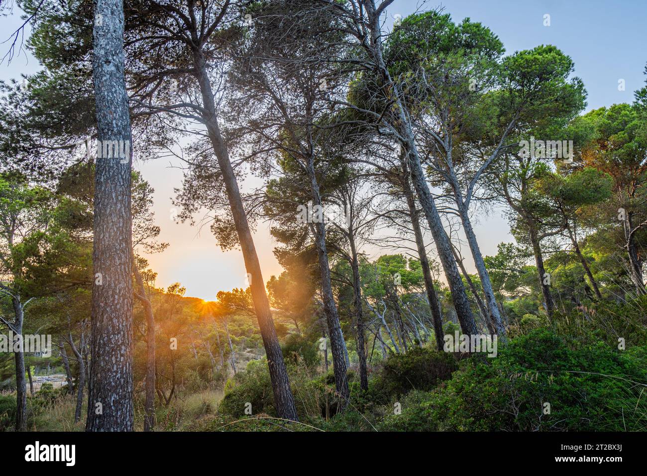 Sun shining through a wild forest near Christmafry's, a hiking area at ...