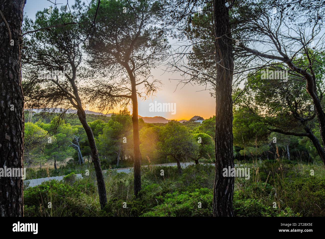 Sun shining through a wild forest near Christmafry's, a hiking area at ...