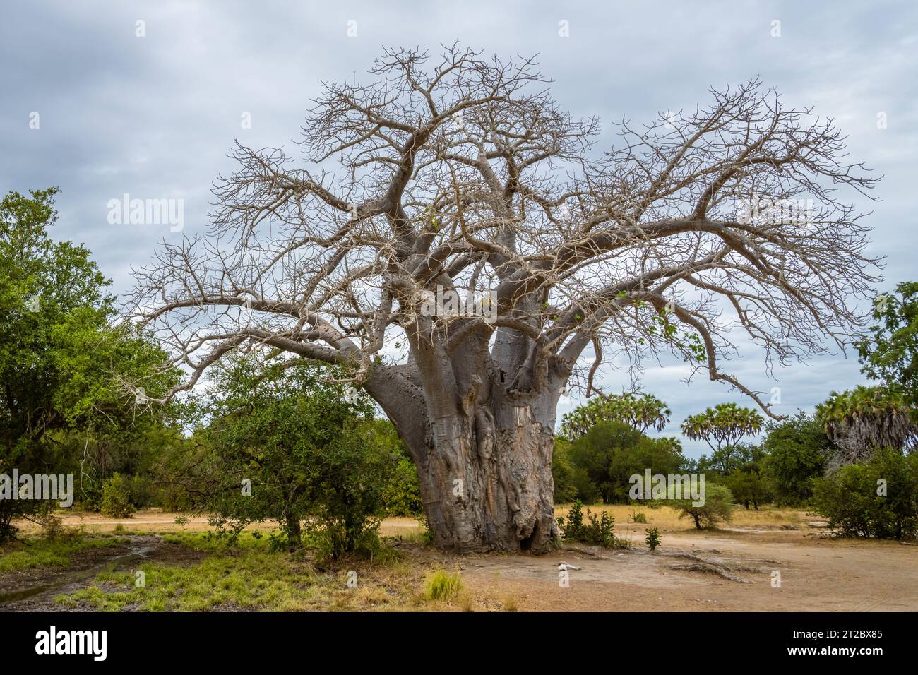 Old baobab tree hi-res stock photography and images - Alamy