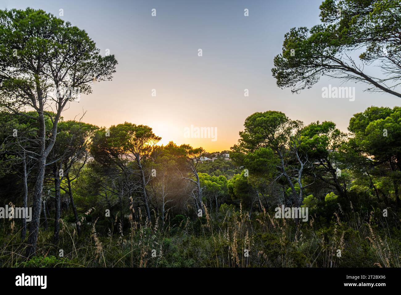 Sun shining through a wild forest near Christmafry's, a hiking area at ...