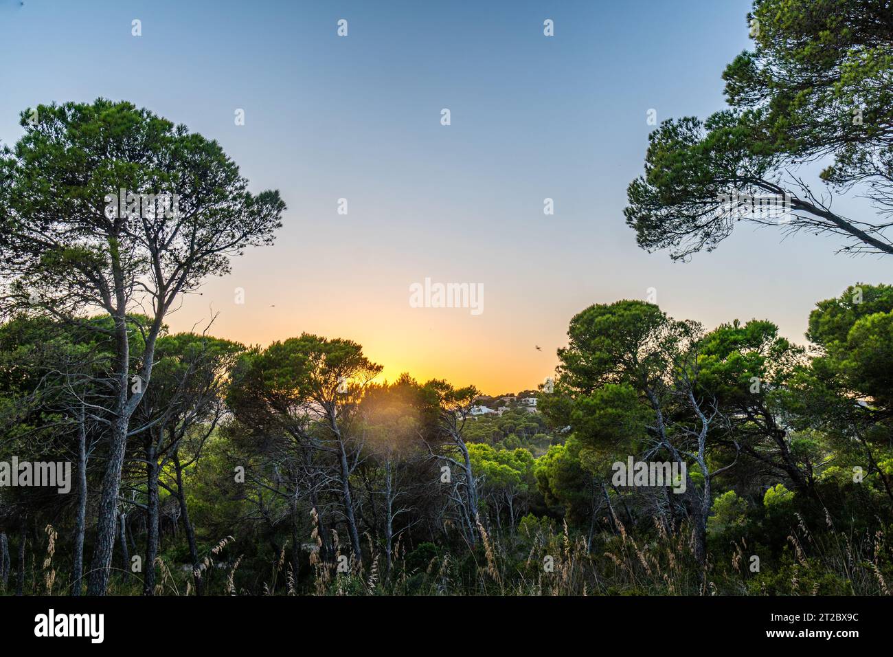 Sun shining through a wild forest near Christmafry's, a hiking area at ...