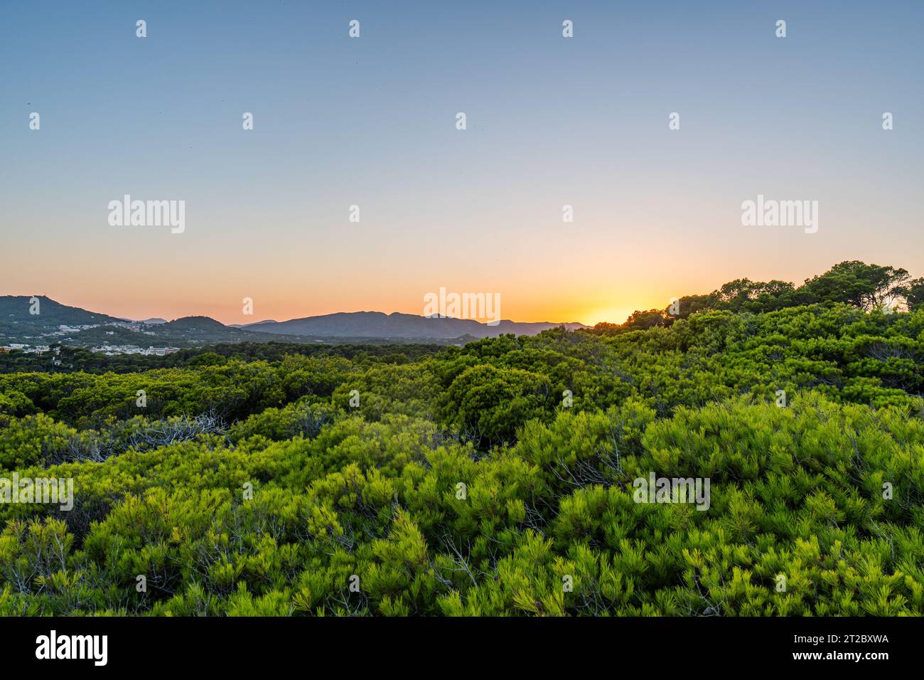 sunset at a wild forest near Christmafry's, a hiking area at cala ...