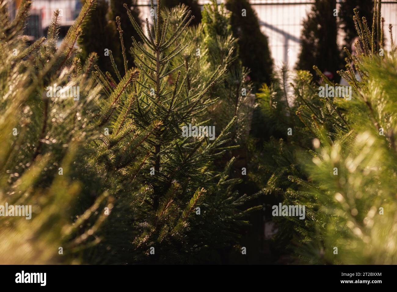 Street Christmas tree market. Selection of evergreen trees for the ...