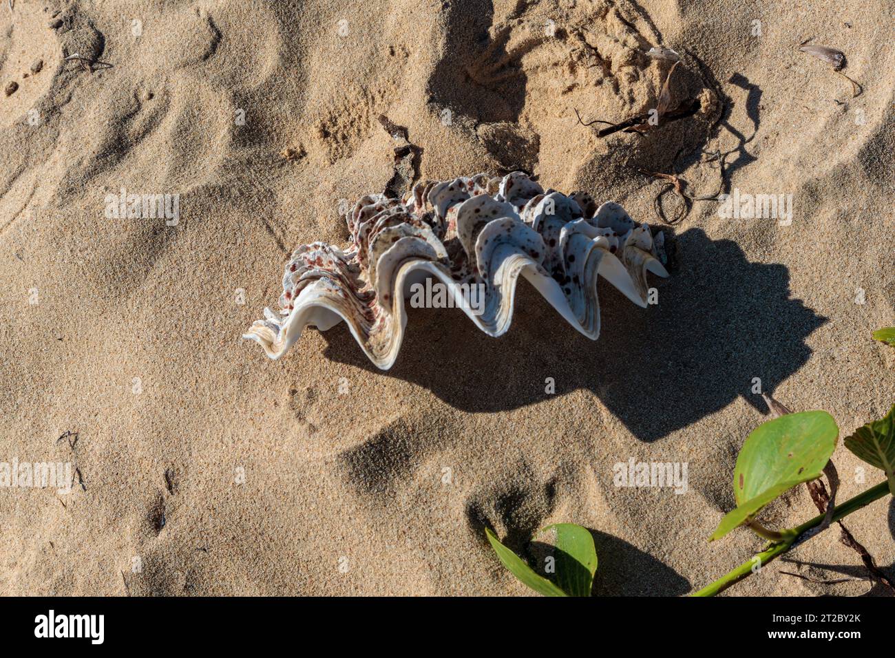 Big seashell on the beach, Madagascar Stock Photo - Alamy