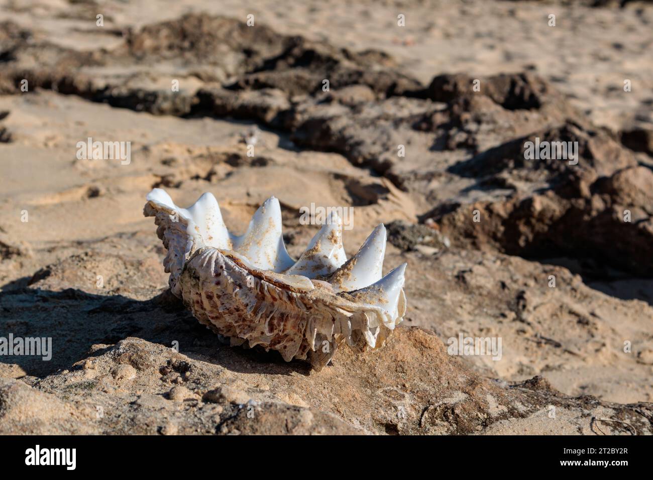 Seashell at beach hi-res stock photography and images - Alamy
