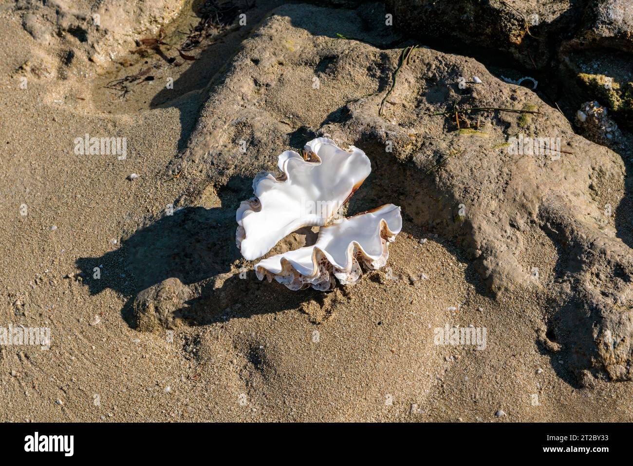 Big seashell on the beach, Madagascar Stock Photo - Alamy