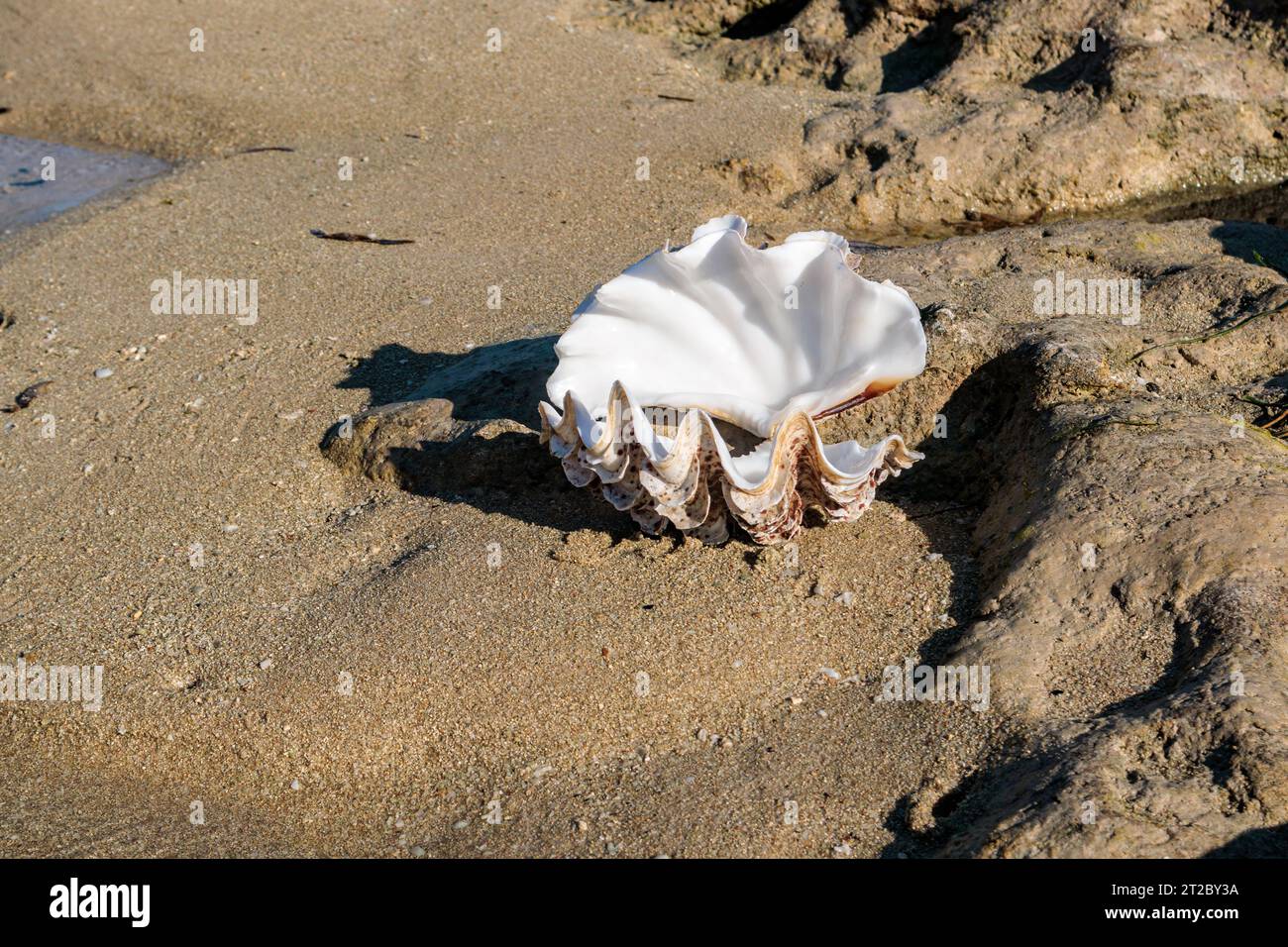 Big seashell on the beach, Madagascar Stock Photo - Alamy