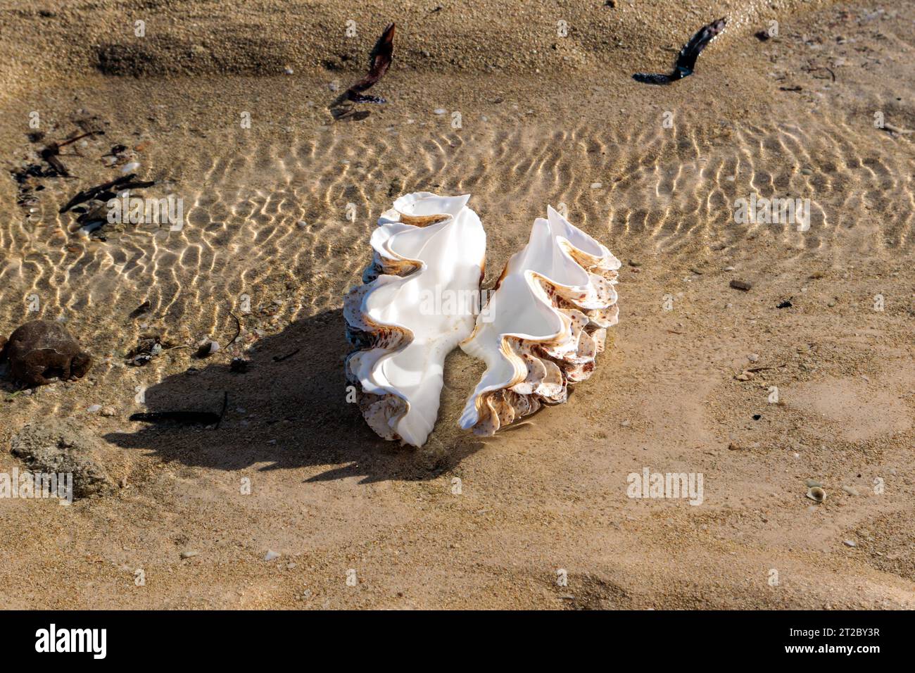 Big seashell on the beach, Madagascar Stock Photo - Alamy