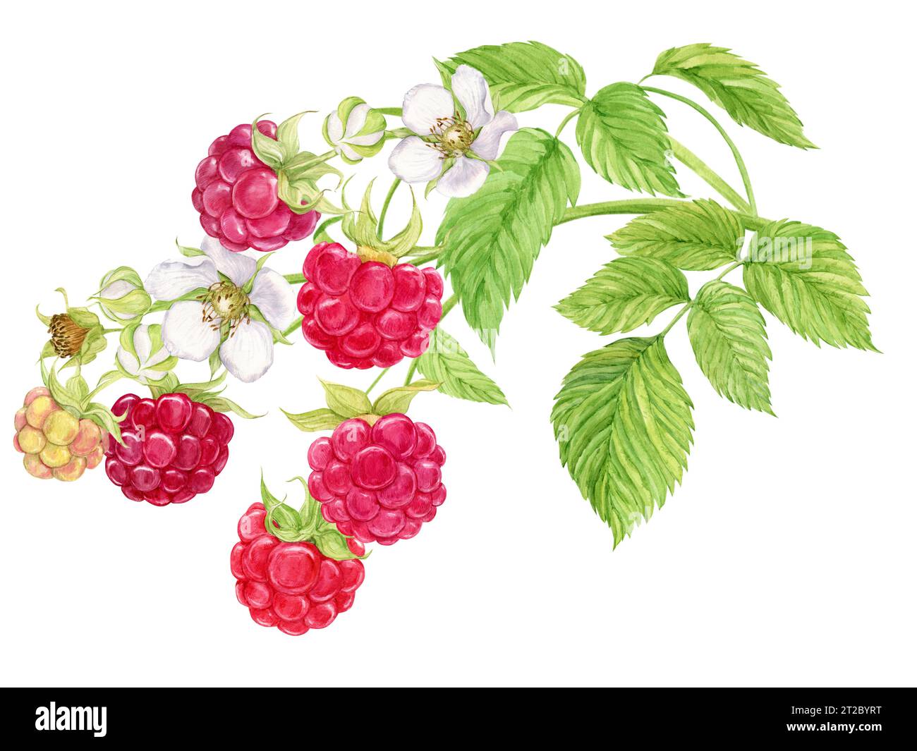 Branch watercolor hi-res stock photography and images - Alamy