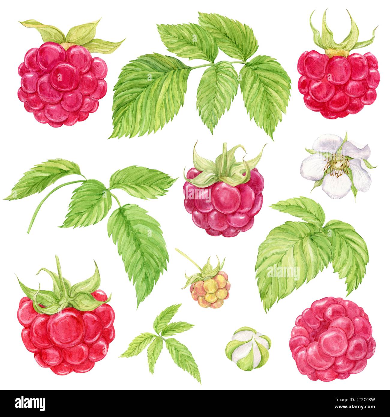 Red raspberry. Set of watercolor illustrations. Separate elements of a ...