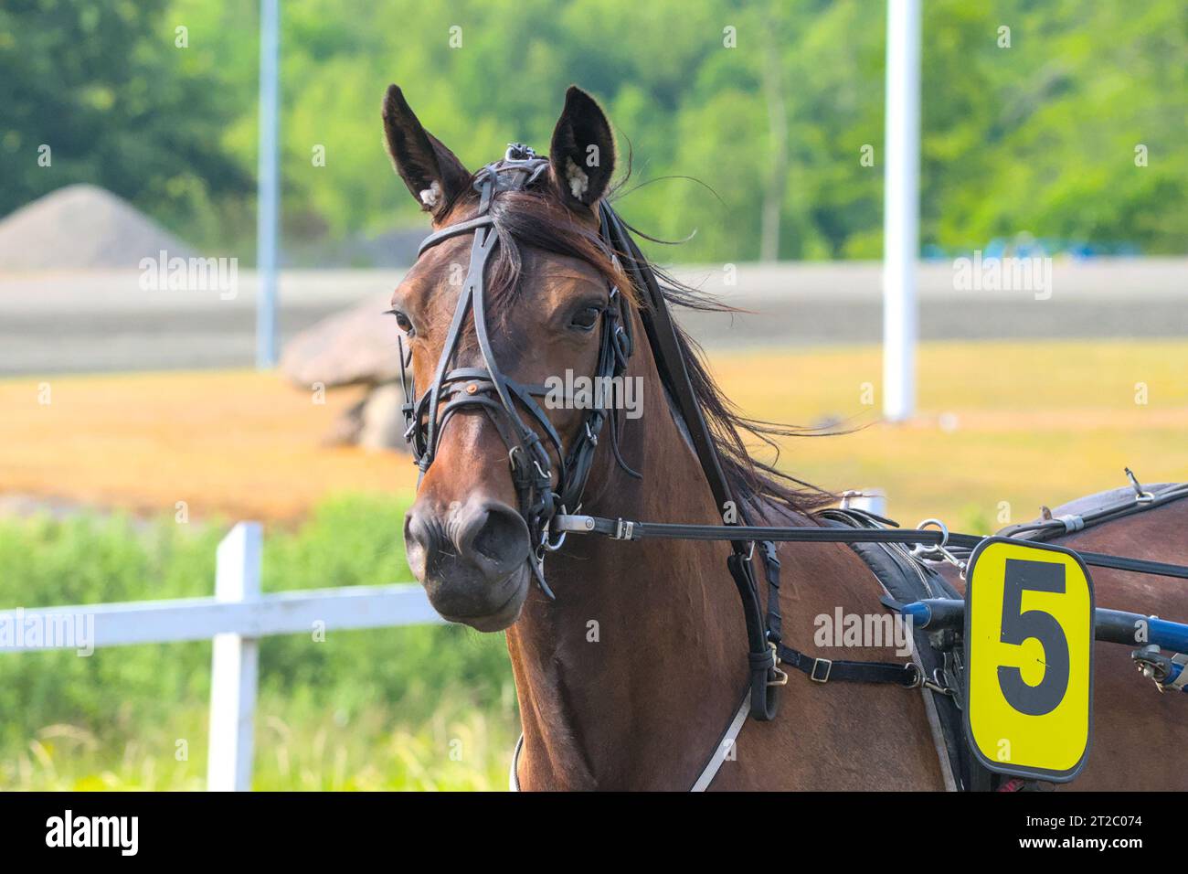 closeup portrait of the face of a young racing horse Stock Photo - Alamy