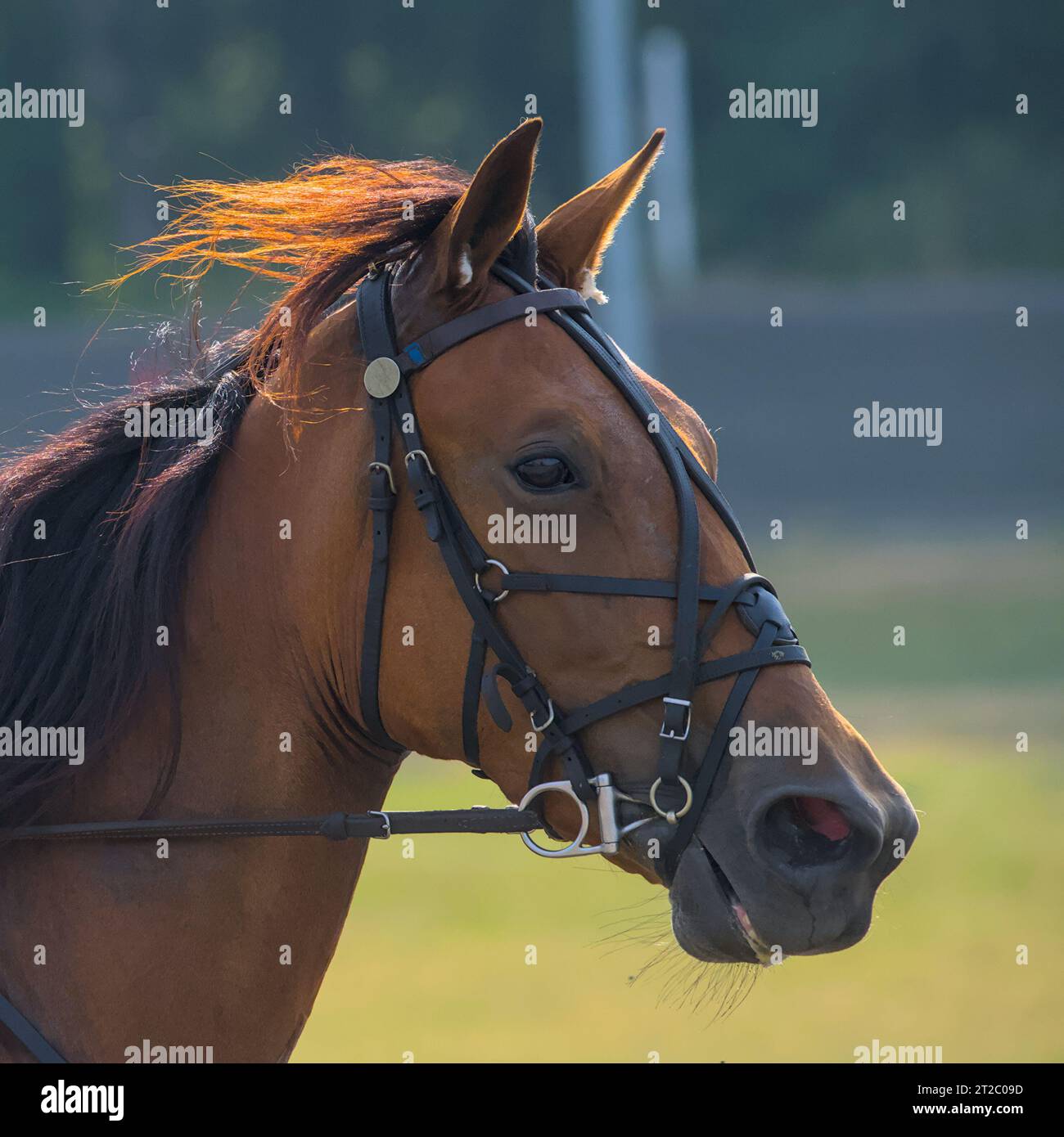 closeup portrait of the face of a young racing horse Stock Photo - Alamy