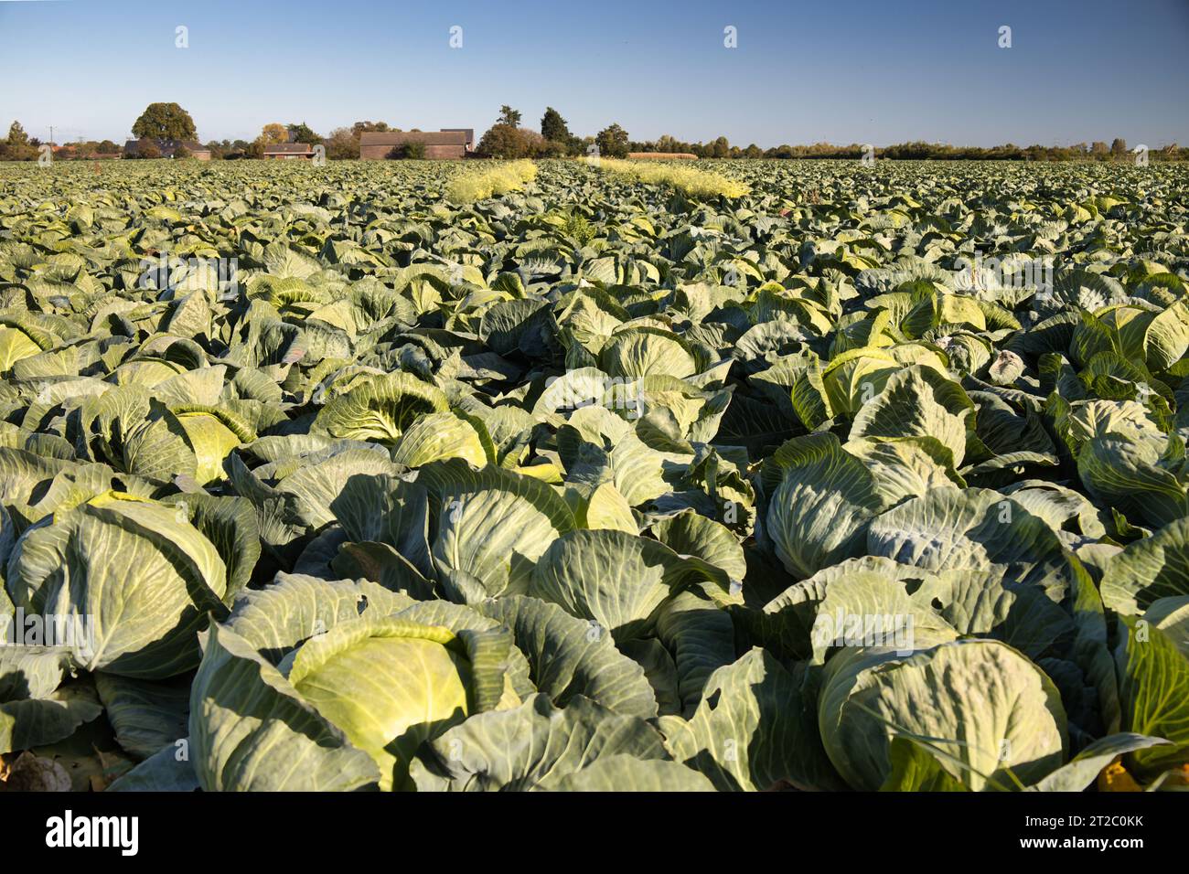Kappes in Willich Stock Photo - Alamy