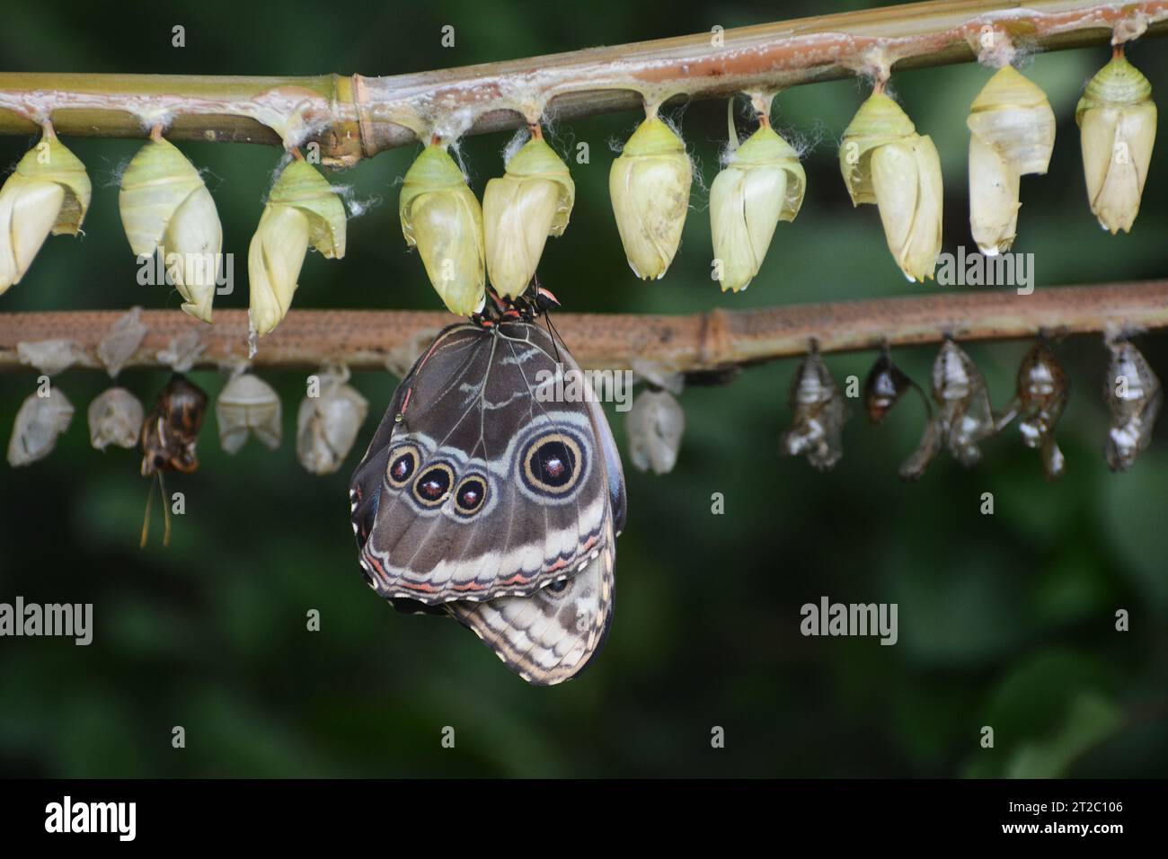 Chrysalis butterfly hi-res stock photography and images - Alamy