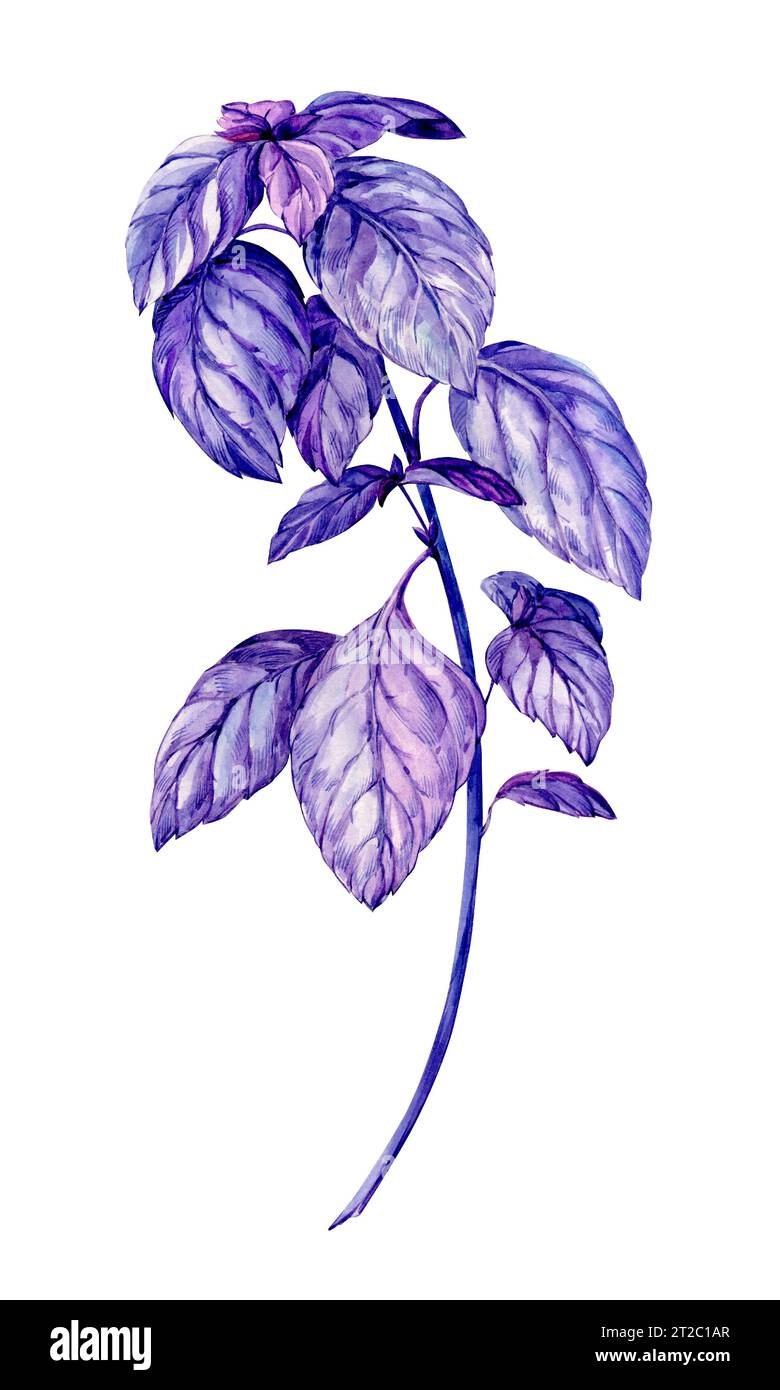 Basil isolated on white background. Branch of purple basil. Culinary ...
