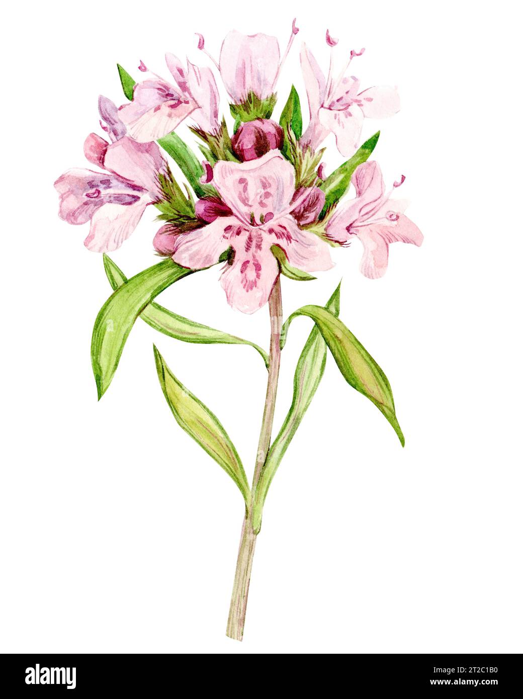 Watercolor drawing of broadleaf thyme, isolated on white background ...