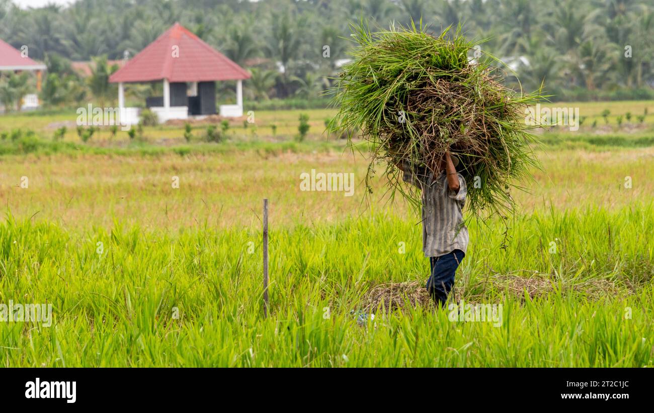 Collecting Rice Plants for Animal Feed, Vietnam Stock Photo - Alamy