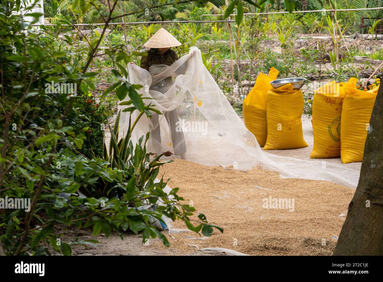 Drying Rice, Village in the Mekong River Delta Stock Photo - Alamy