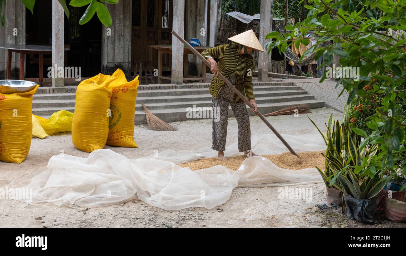Drying Rice, Village in the Mekong River Delta Stock Photo - Alamy