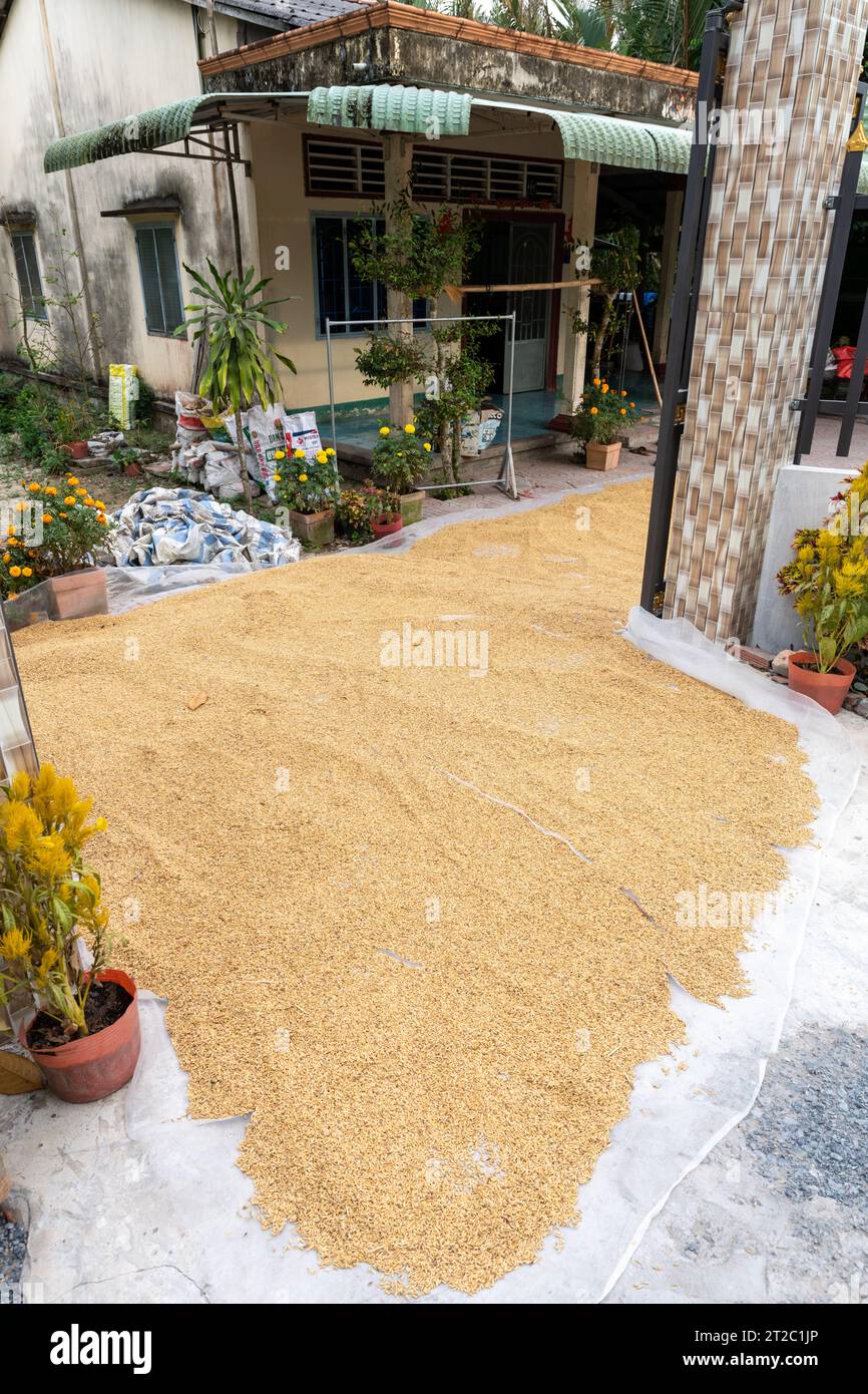Drying Rice, Village in the Mekong River Delta Stock Photo - Alamy