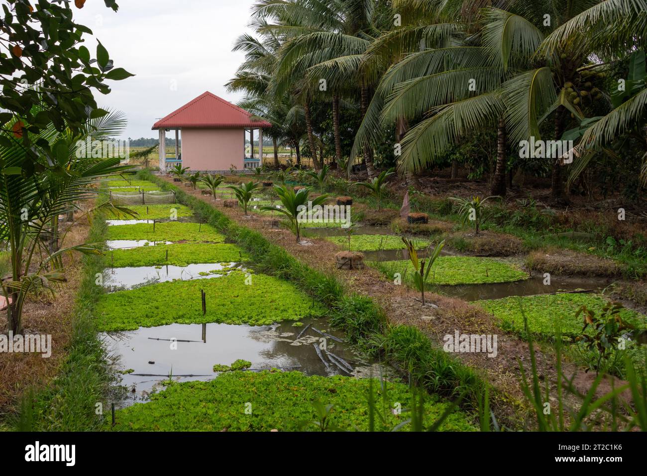 Snail Farming, Mekong Delta ,Vietnam Stock Photo - Alamy