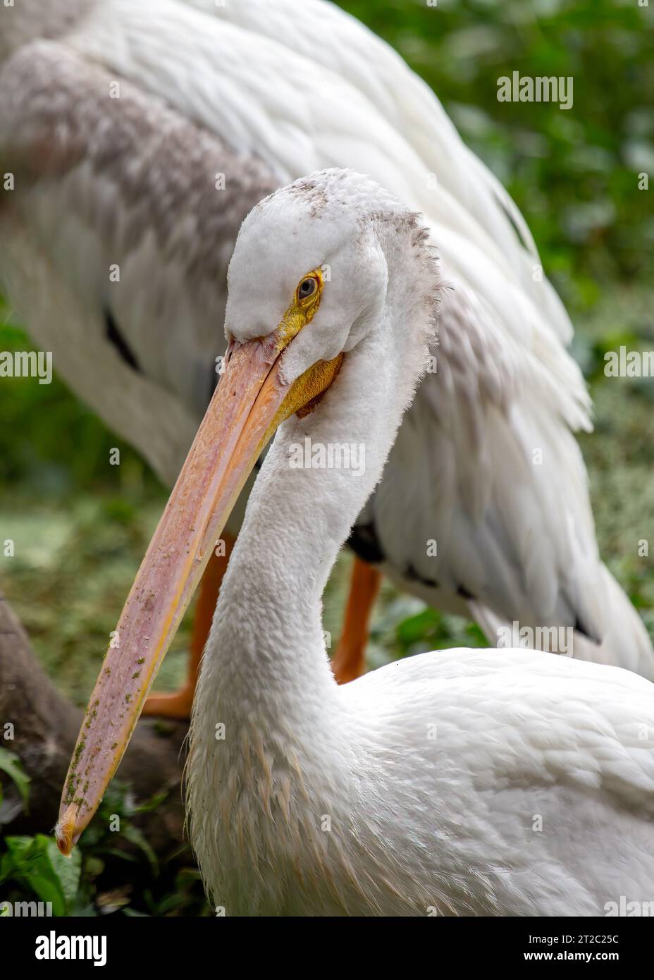 The American White Pelican Is The Largest Native Bird In North America