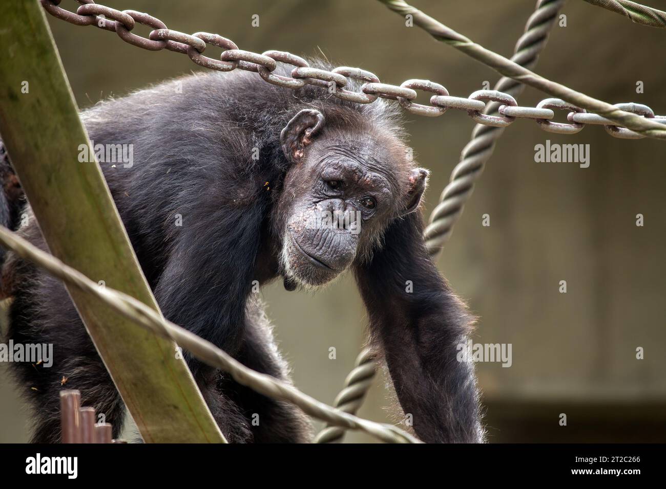 Chimpanzees are great apes native to the rainforests of Central and ...