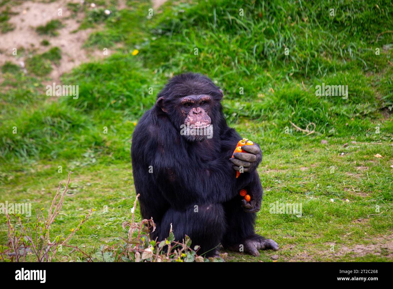 Chimpanzees are great apes native to the rainforests of Central and ...