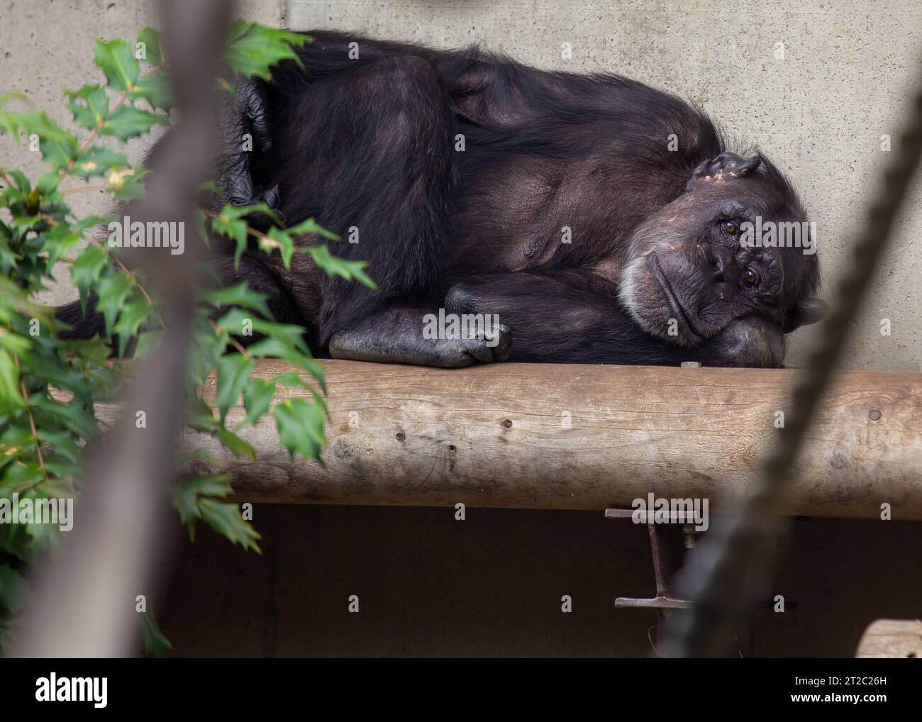 Chimpanzees are great apes native to the rainforests of Central and ...