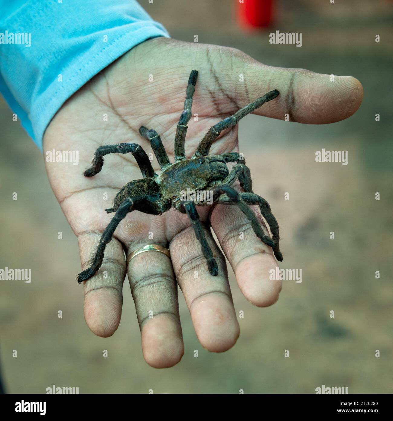 Spider Market at Skun, Cambodia Stock Photo - Alamy